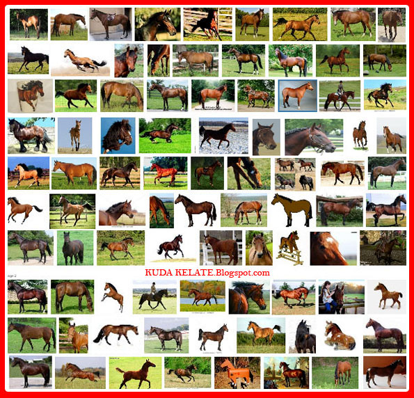 KUDA KELATE: Mengenali Jenis Warna Kuda