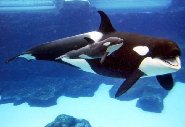 Wszystkiego po trochu: Orki