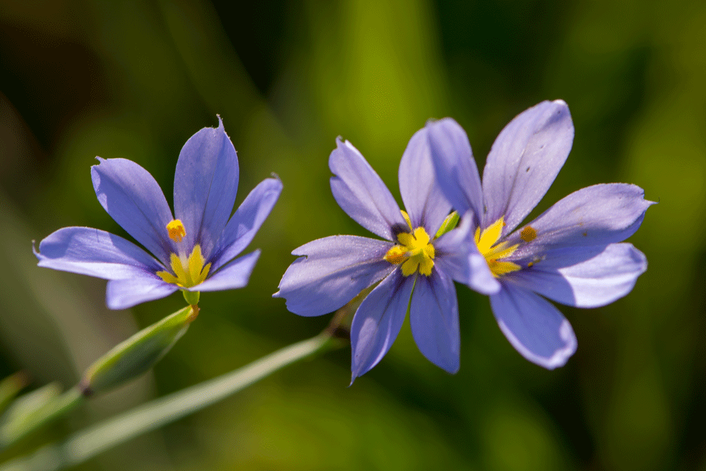 From All Directions Texas Wildflowers Blue Eyed Grass