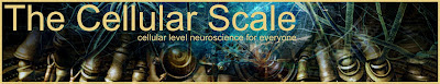 The Cellular Scale: Unveiling the New Look of The Cellular Scale