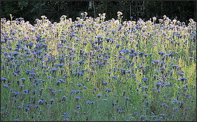 Kahelinkulma: Hunajakukka