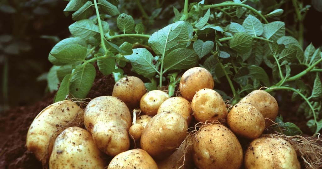 How to Begin Irish Potato Farming Business in Nigeria | Business Plan ...