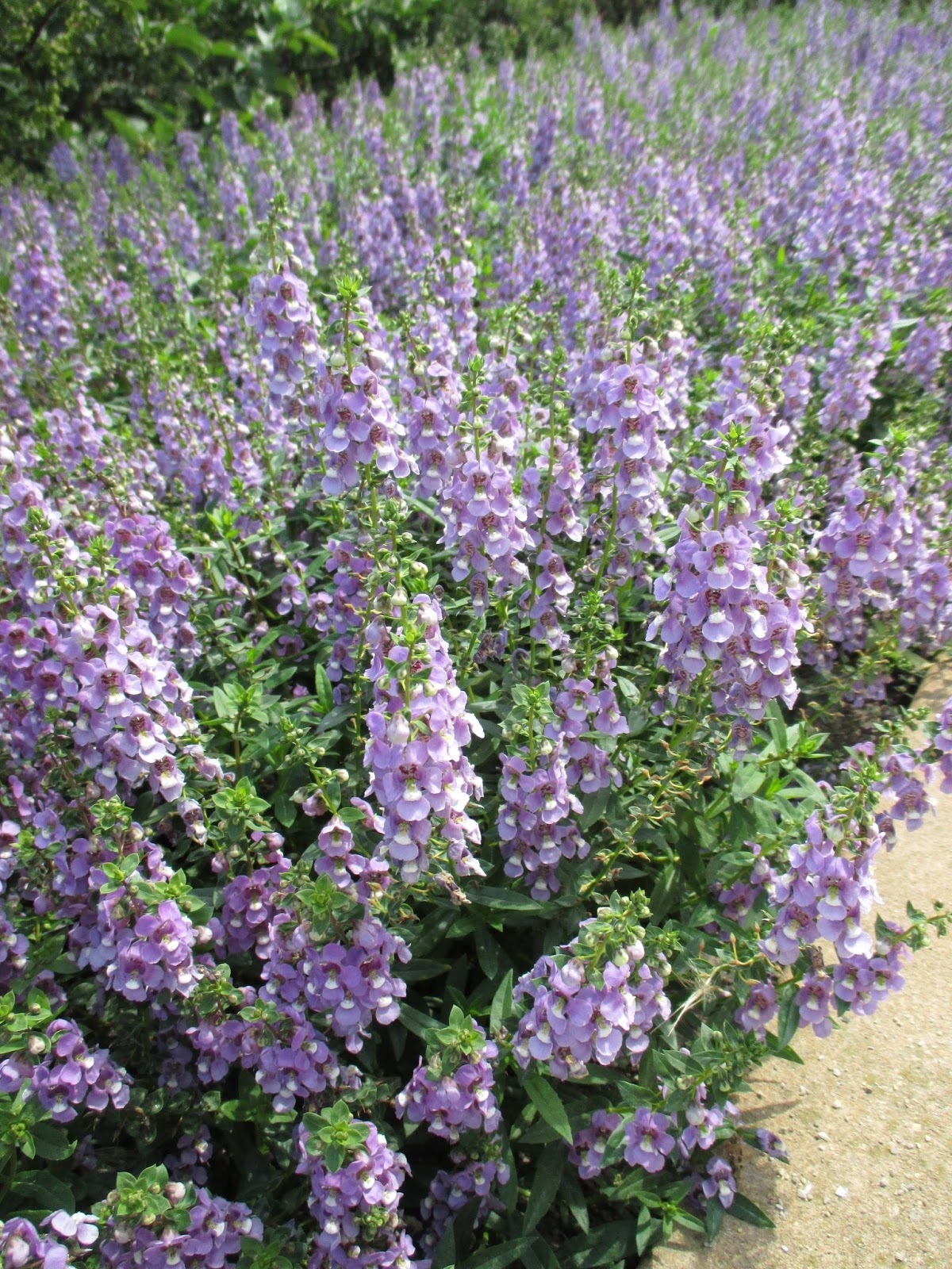 Rotary Botanical Gardens - Hort Blog: Meritorious Summer Snapdragons ...