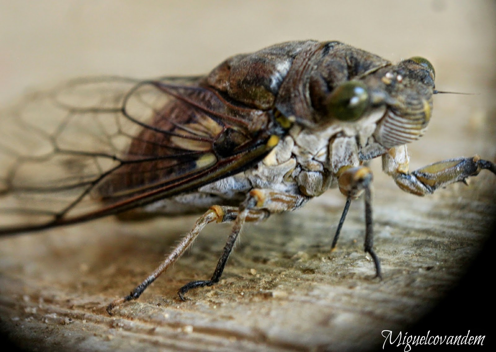 Mcovandem: LA "CHICHARRA" Cicadidae SABIAS QUE ? FOTOS MIGUEL COVANDEM