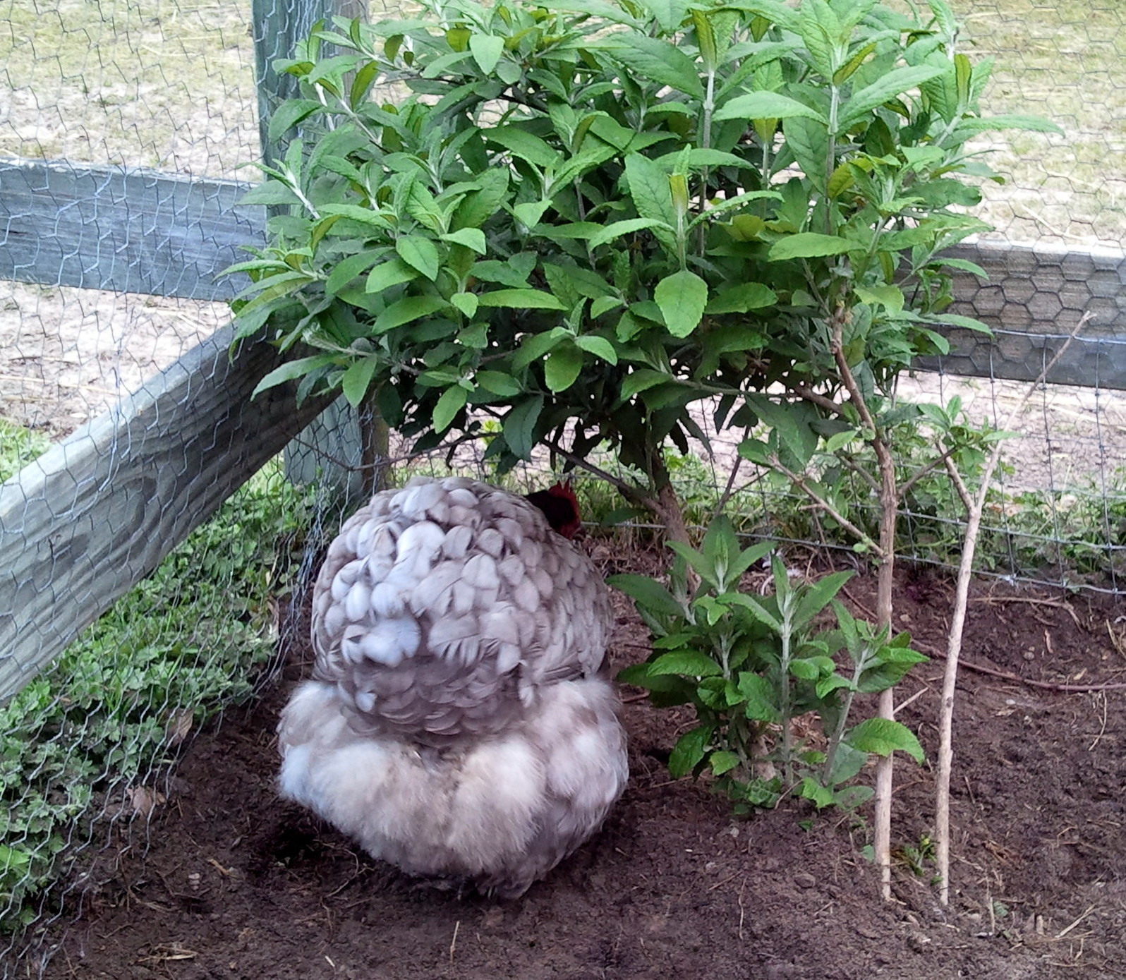 How and Why to Landscape your Chicken Run - Fresh Eggs Daily® with Lisa ...