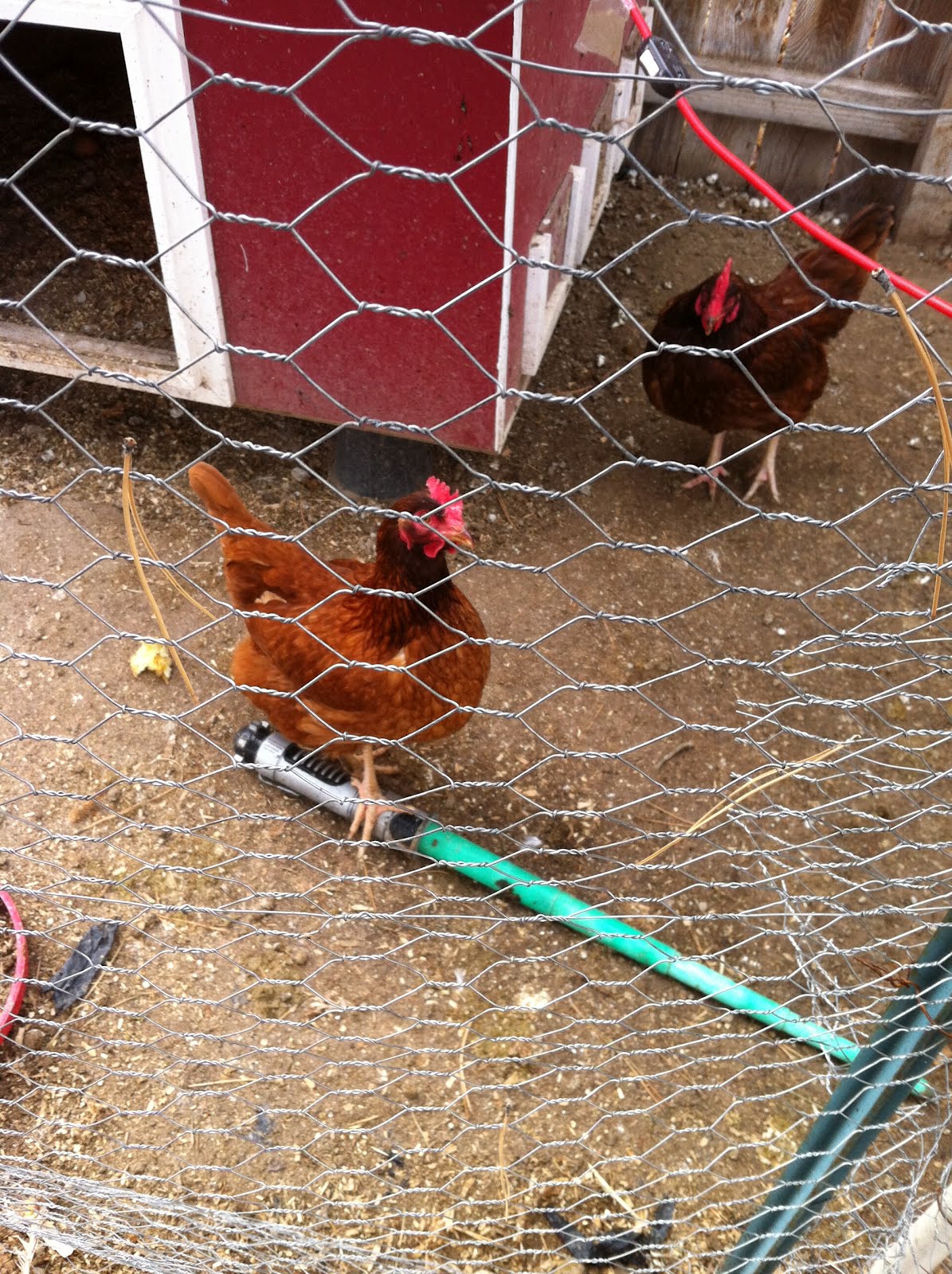 The Koru Weekly: Jedi Chicken