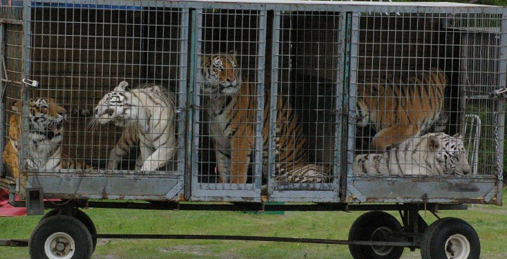 IEAS News: Diary of a Circus Cat