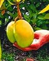 How to Ripen Mangoes Faster