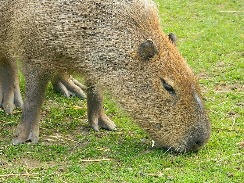 The Evolving Placenta: Blood supply to brain and placenta in the capybara