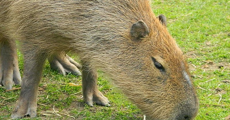 The Evolving Placenta: Blood supply to brain and placenta in the capybara