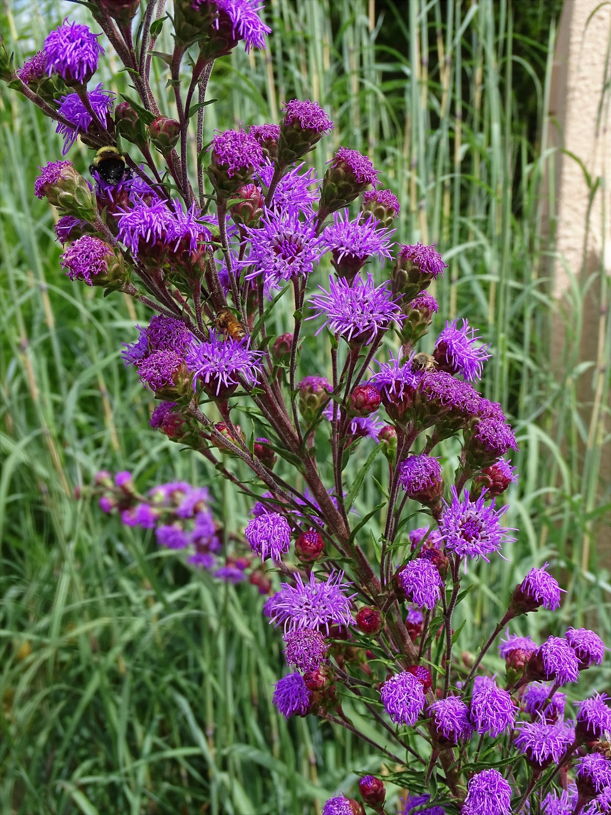 Prairiebreak: My new favorite plant...Liatris ligulistylis