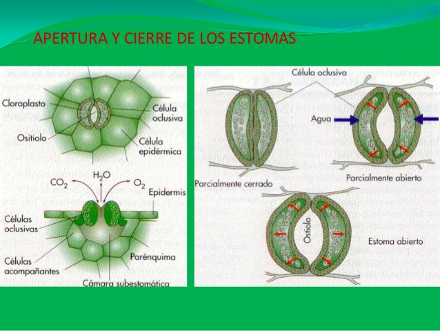 1º Bachillerato Material Complementario Ies Mateo Alemán Nutrición Vegetal