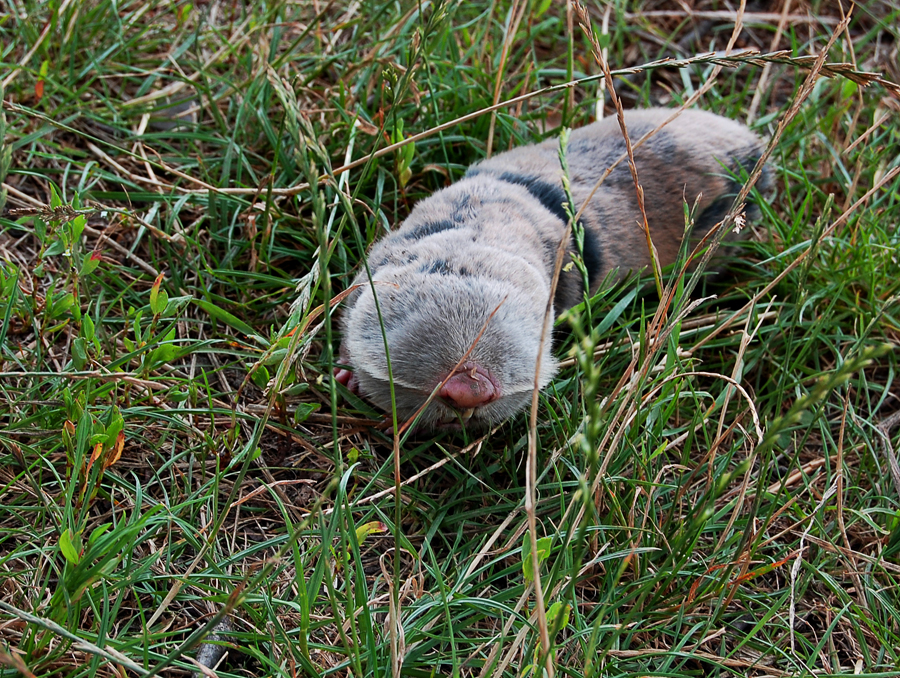 RESPIRO: Orbetele de Copou