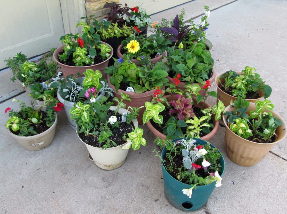 Exuberant Color : Flowers and pie......