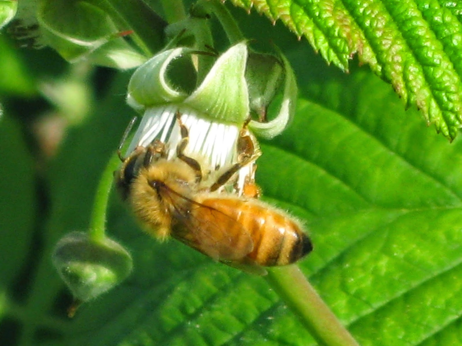 Strathcona Beekeepers