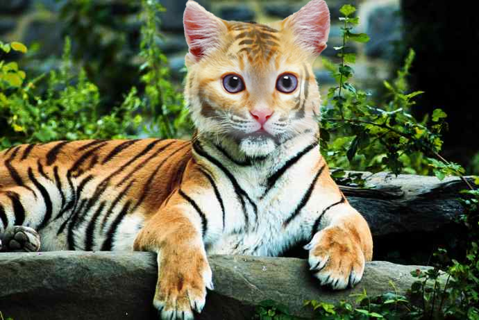 Aisha Burroughs Photography: It's a tiger kitten!