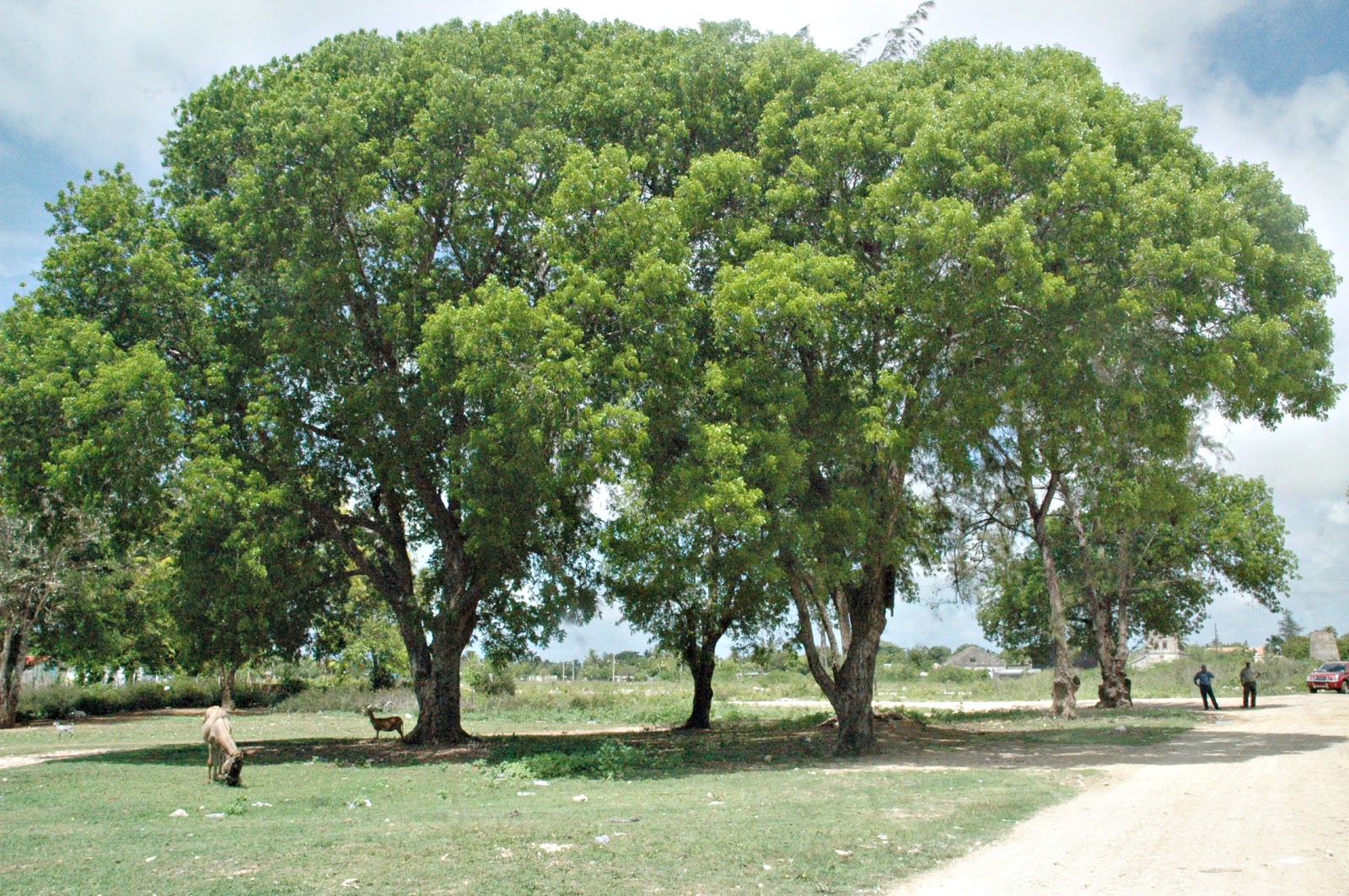 Souffront Green: EN PELIGRO CAOBAS CENTENARIAS DEL INGENIO SANTA FE