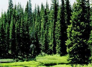 FLORA KONIFER ~ HUTAN KONIFER