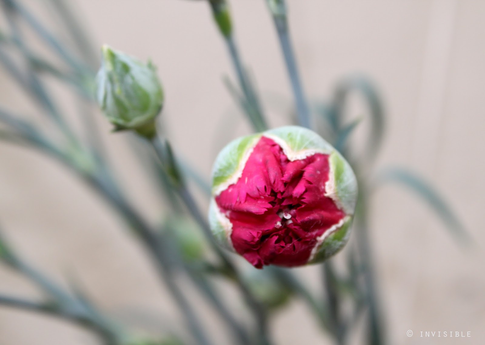 Invisible SLG Photos: Claveles Rojos