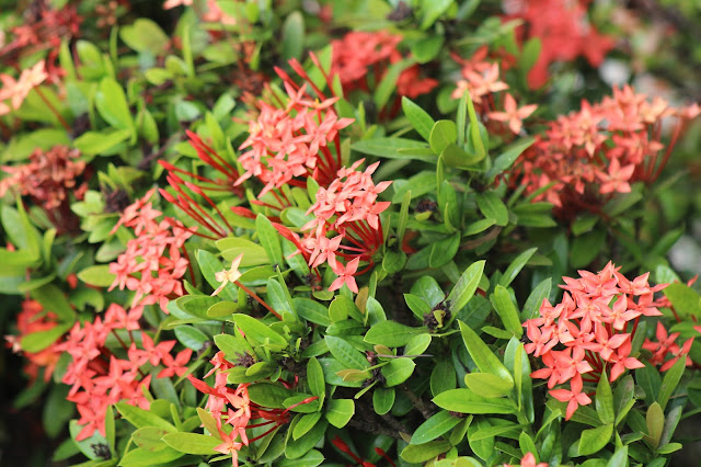 jcogtasPHOTOGRAPHY: SANTAN