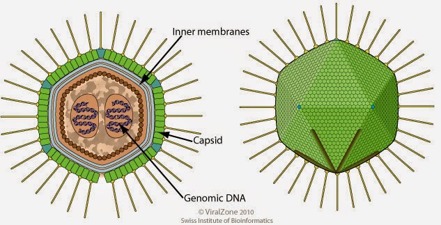 Blog FUAD - Informasi Dikongsi Bersama: World’s Biggest Virus ...