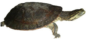 Cágado (Phrynops geoffroanus)