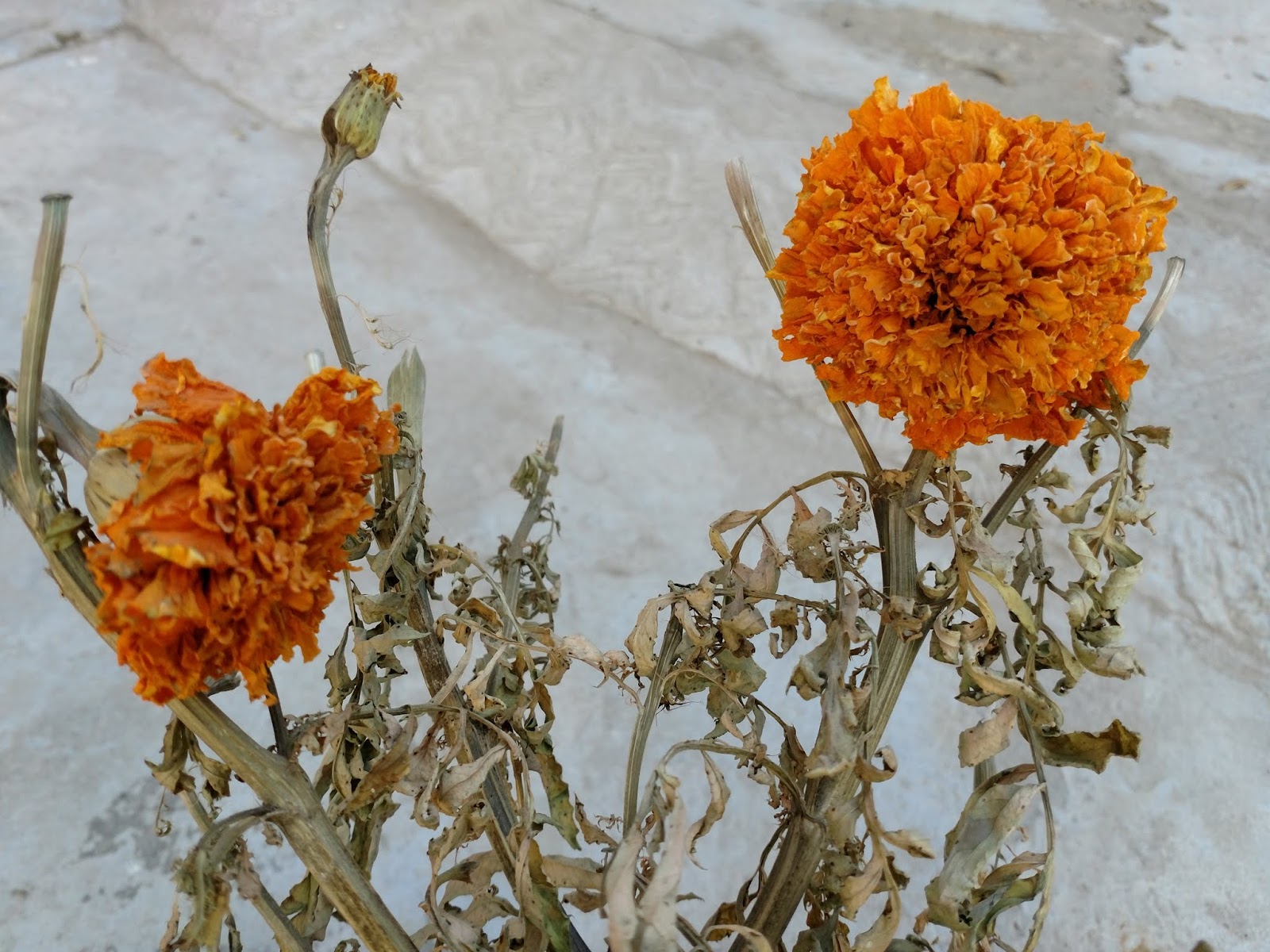 miizzmagdiizz1: Como obtener semillas de Cempasúchil