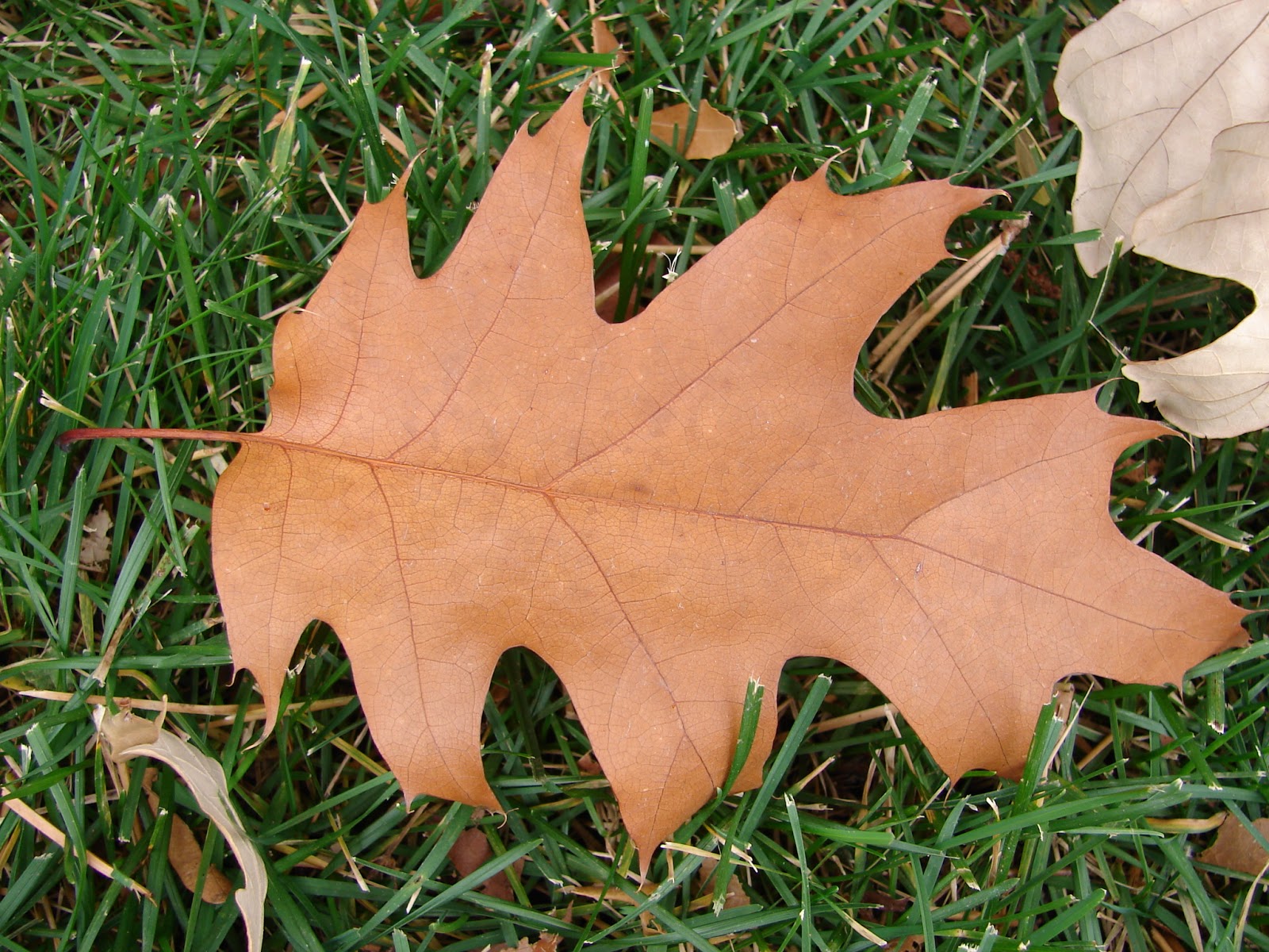 New Utah Gardener: Burr Oak: Large Waterwise Tree For Utah