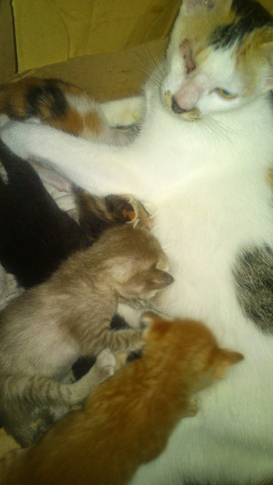 Foto Kucing Hutan Atau Meong Congkok Terlucu