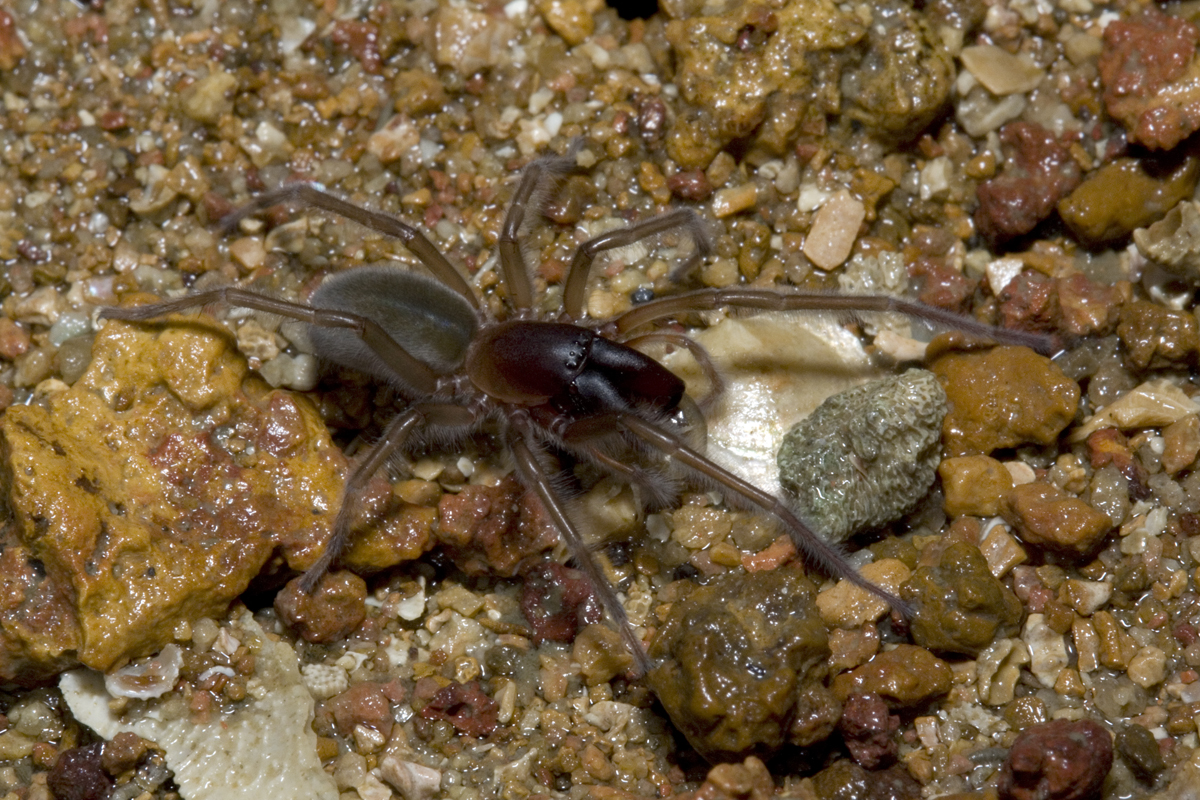 Real Monstrosities: Marine Spider