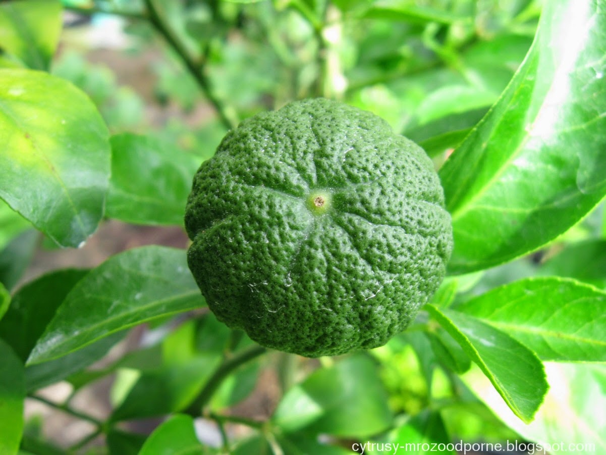 Cytrusy Mrozoodporne: Citrandarin