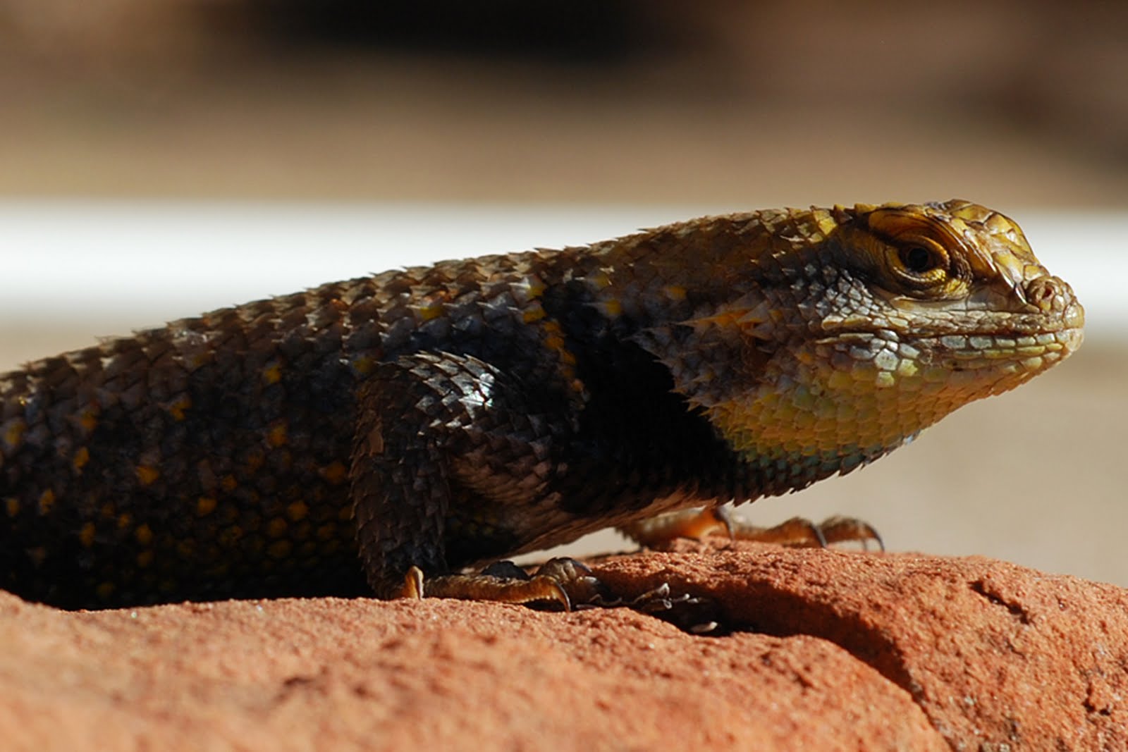 Yorkshire Field Herping and Wildlife Photography: Southwest USA Herping ...