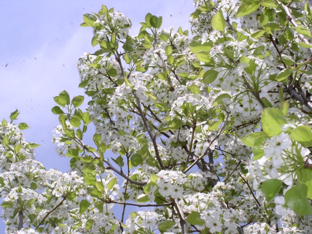 Pollinators: Don't Underestimate the Native Pollinators