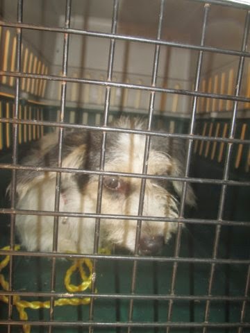 PEACE Animals Supports The Protection of Animals, Culture ...