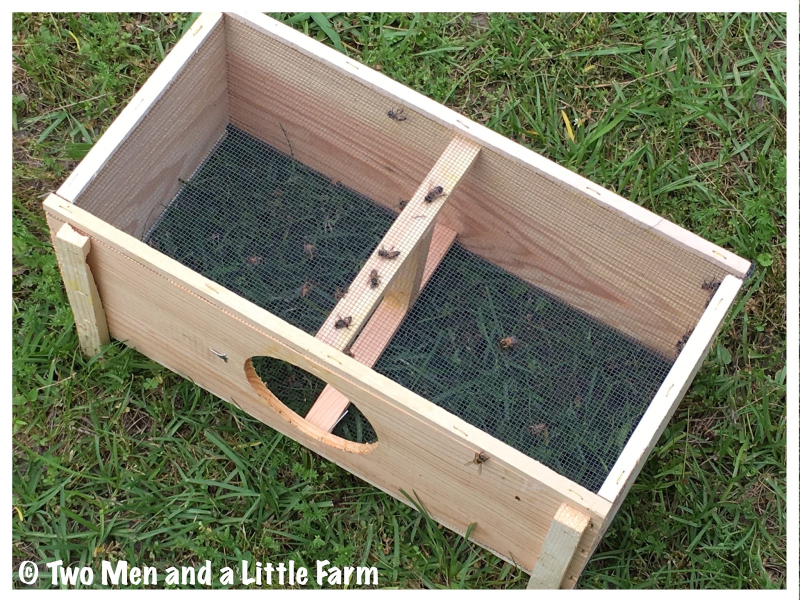 Two Men and a Little Farm: HOW TO INSTALL A PACKAGE OF BEES