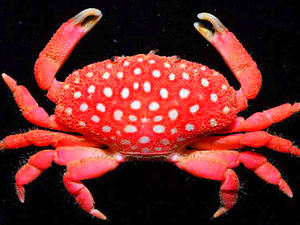 Somewhere only we know: animales rojos