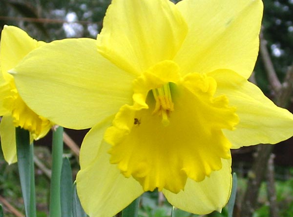Daffodil Flower