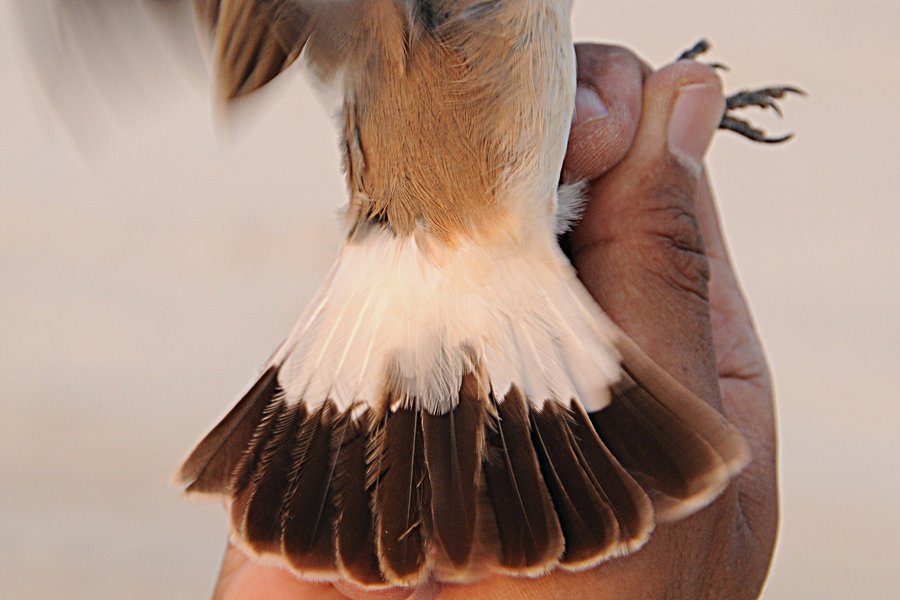 Northern or Isabelline Wheatear, Latvia | BirdForum