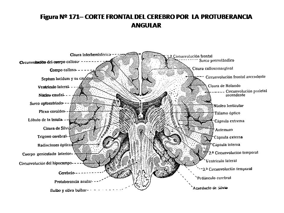ATLAS DE ANATOMÍA HUMANA: 171. CORTE FRONTAL DEL CEREBRO POR LA ...