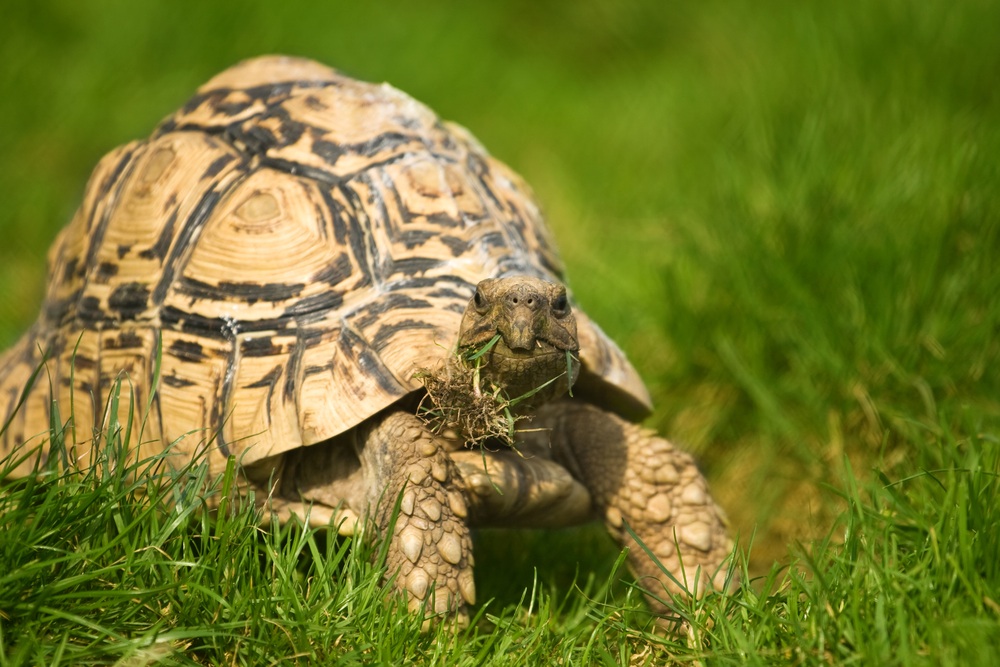 Tortoise | The Biggest Animals Kingdom