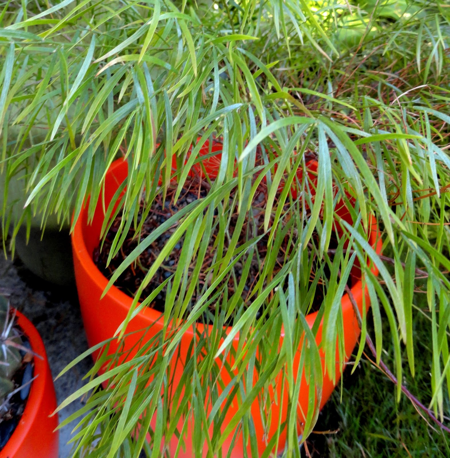 danger garden: Thuja plicata 'Whipcord' a hardy Cousin Itt?