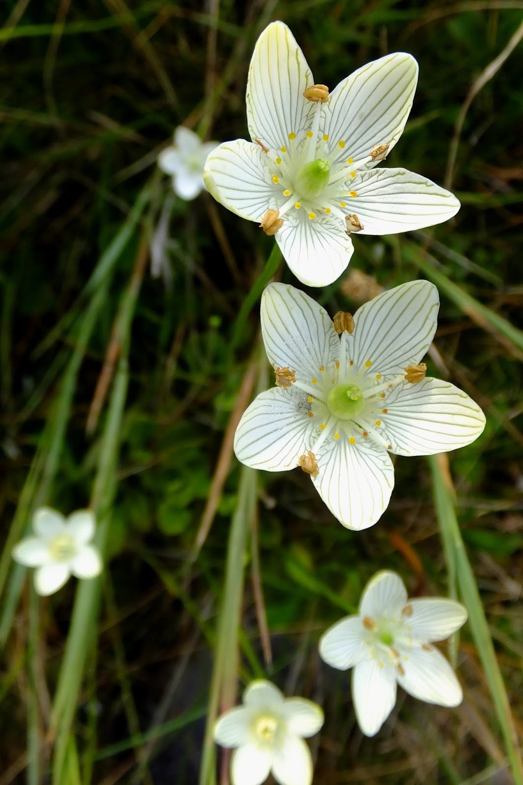 White Wildflowers In Michigan