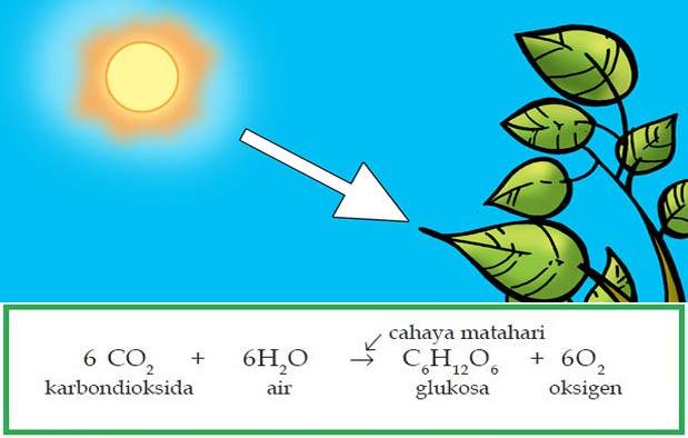 Pengaruh Warna Cahaya Terhadap Laju Fotosintesis | Ide Perpaduan Warna