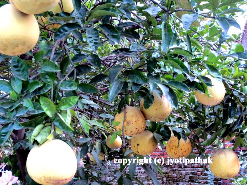 Taste of Nepal: Pomelo Salad (Bhogate Saadeko) – भोगटे or भगटे सांधेको