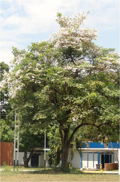 La Doctora De Las Plantas: Apamate blanco (Tabebuhia rosea): un árbol ...