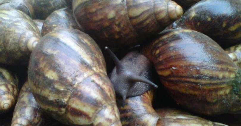 Ais' Blog: SNAIL FARMING FOR BEGINNERS AND PRACTISING FARMERS