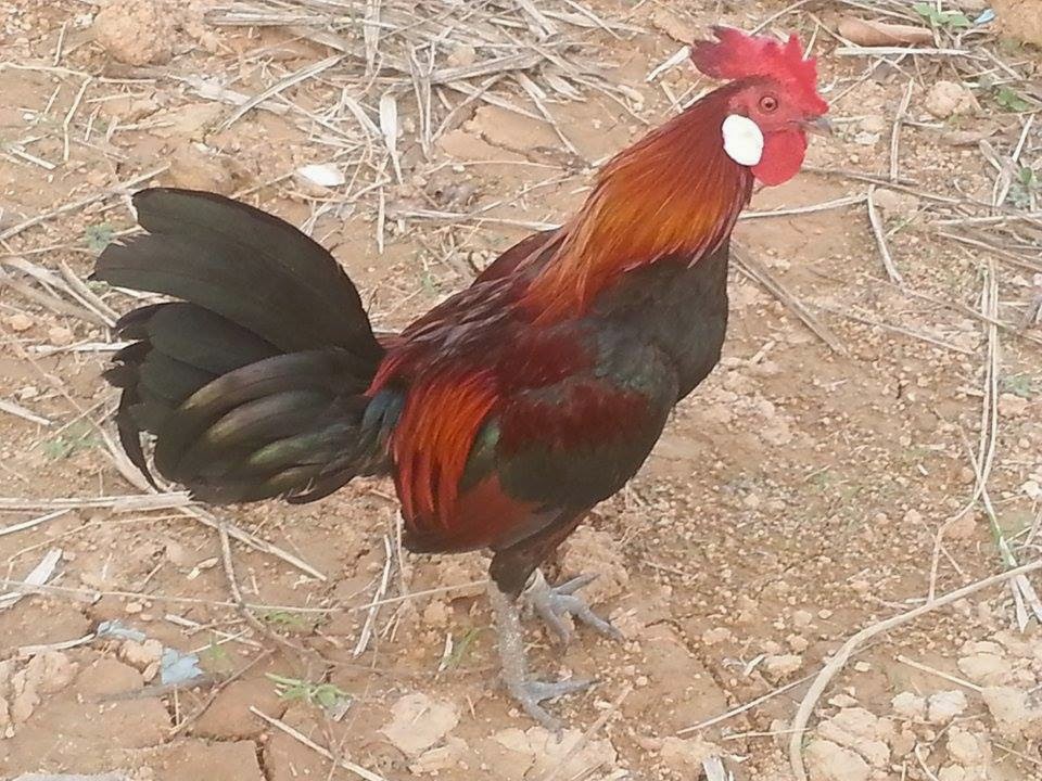 JF2013 Eksotik: Pikat Oktoberber 2014