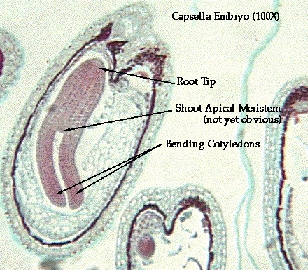 Bio Geo Nerd: Plant Embryos