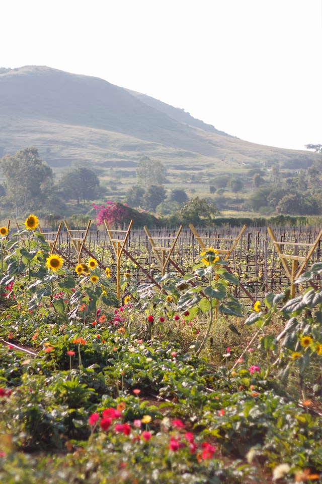 Sula Vineyards - SUGAR LANE