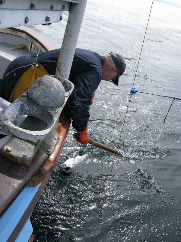 White King Salmon: Commercial Salmon Trolling - Day 2